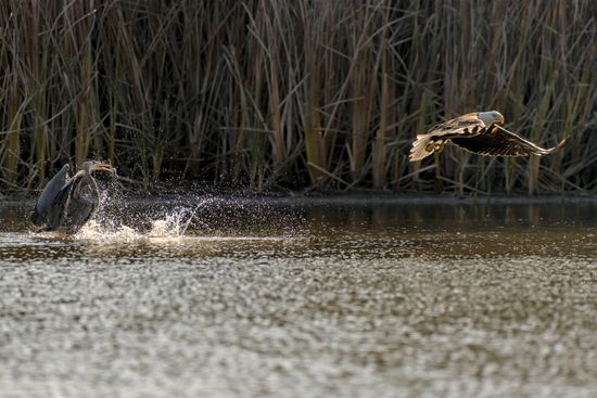 Hungry Eagle Swoops Down Attack Heron Editorial Stock Photo - Stock ...