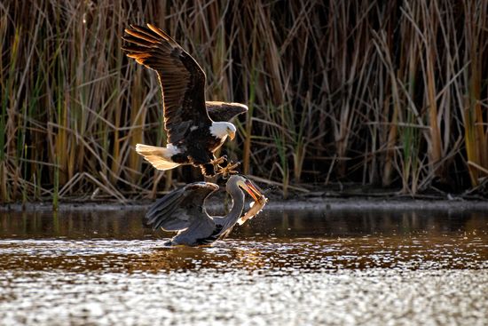 Hungry Eagle Swoops Down Attack Heron Editorial Stock Photo - Stock ...
