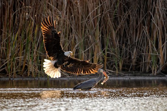 Hungry Eagle Swoops Down Attack Heron Editorial Stock Photo - Stock ...