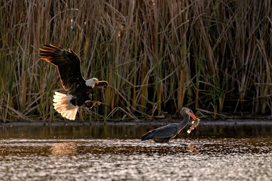 Hungry Eagle Swoops Down Attack Heron Editorial Stock Photo - Stock ...