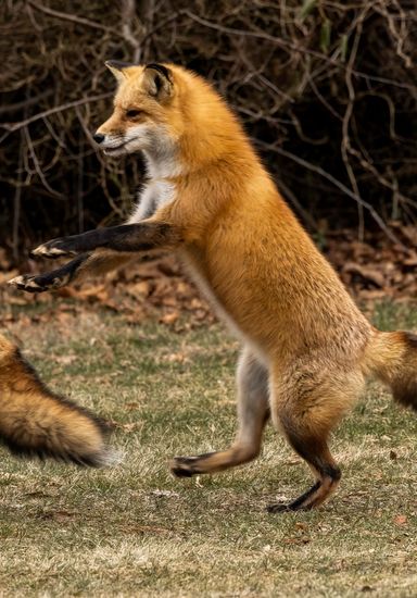 Young Fox Performs Fox Trot Energetic Editorial Stock Photo - Stock ...