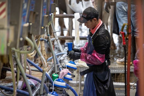 Worker Milks Cows Milking R Dairy Editorial Stock Photo - Stock Image ...
