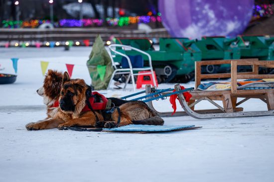 Dogs Pulling Sleds Take Rest Lake Editorial Stock Photo - Stock Image ...