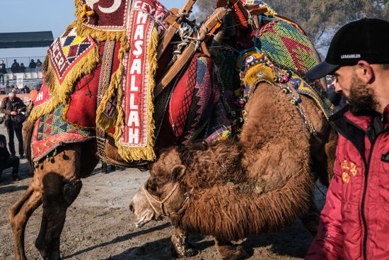 Two Camels Fight During Selcukefes Camel Editorial Stock Photo - Stock ...