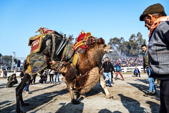 Two Camels Fight During Selcukefes Camel Editorial Stock Photo - Stock ...