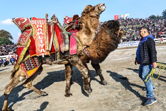Two Camels Fight During Selcukefes Camel Editorial Stock Photo - Stock ...