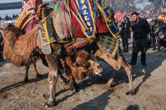 Two Camels Fight During Selcukefes Camel Editorial Stock Photo - Stock ...