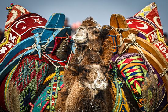 Two Camels Fight During Selcukefes Camel Editorial Stock Photo - Stock ...