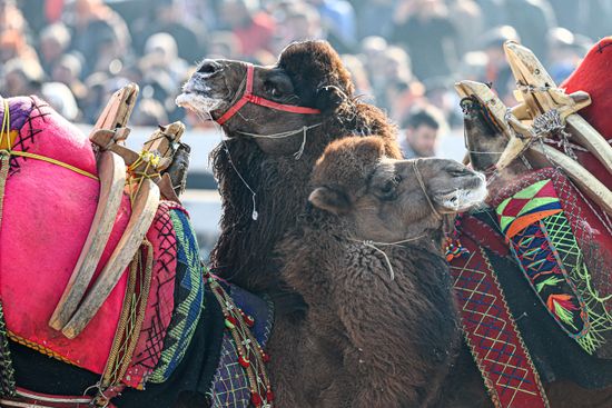 Two Camels Fight During Selcukefes Camel Editorial Stock Photo - Stock ...