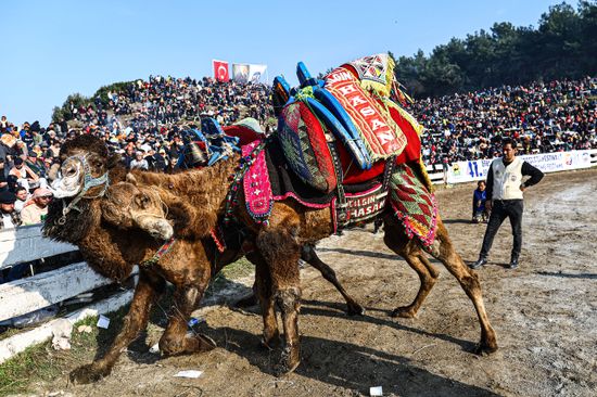 Two Camels Fight During Selcukefes Camel Editorial Stock Photo - Stock ...