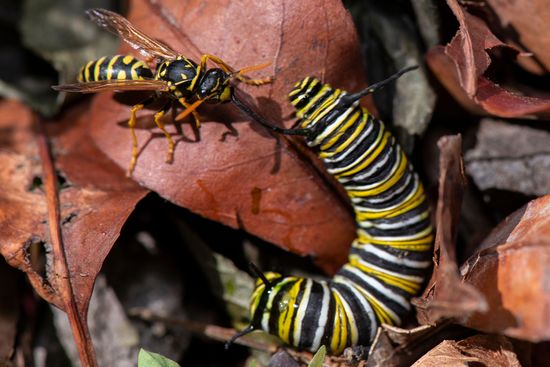 European Paper Wasp Polistes Dominula Attacks Editorial Stock Photo ...