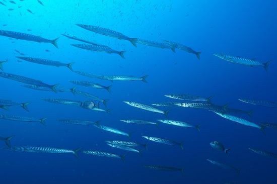 Group Shoal European Barracuda Sphyraena Sphyraena Editorial Stock ...