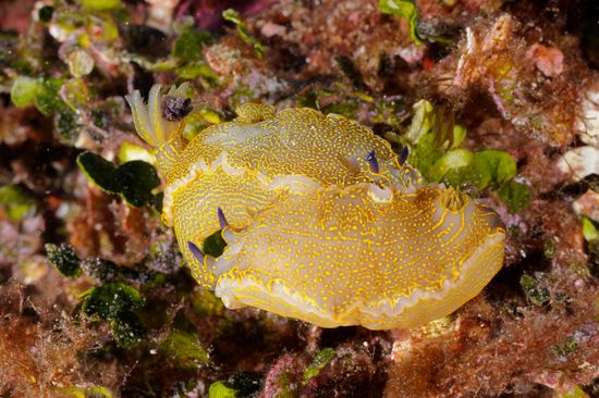 Yellowviolet Star Snail Star Snail Felimare Editorial Stock Photo ...