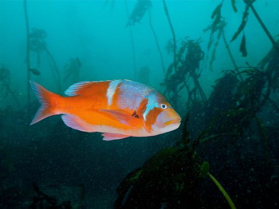 Red Roman Sea Bream Chrysoblephus Laticeps Editorial Stock Photo ...