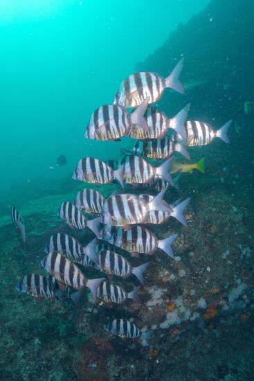 Group Zebra Sea Bream Diplodus Cervinus Editorial Stock Photo - Stock ...