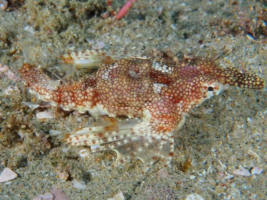 Little Dragonfish Eurypegasus Draconis Dive Site Editorial Stock Photo ...