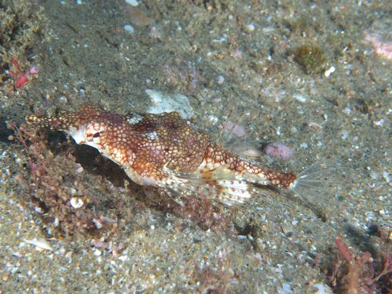 Little Dragonfish Eurypegasus Draconis Dive Site Editorial Stock Photo ...