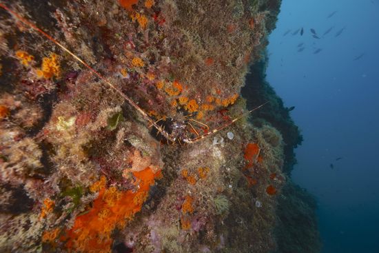 European Spiny Crayfish Palinurus Elephas On Editorial Stock Photo ...
