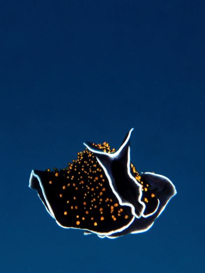 Starry Sky Whirl Worm Thysanozoon Flavotuberculatum Editorial Stock ...