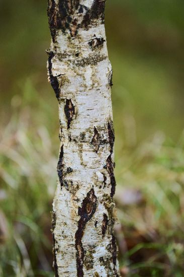 Tree Trunk Silver Birch Betula Pendula Editorial Stock Photo - Stock ...
