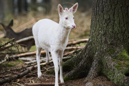 Roe Deer Capreolus Capreolus Albino Buck Editorial Stock Photo - Stock ...