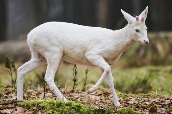 Roe Deer Capreolus Capreolus Albino Buck Editorial Stock Photo - Stock ...