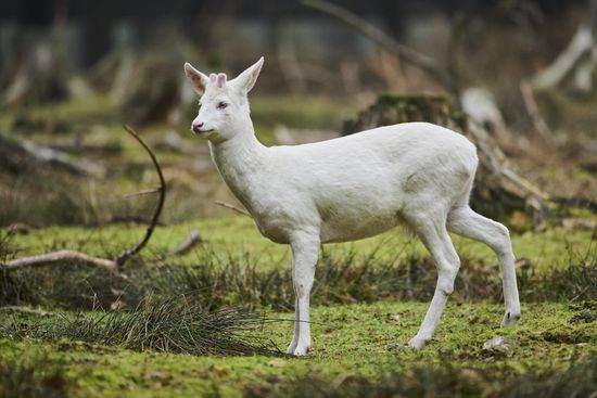 Roe Deer Capreolus Capreolus Albino Buck Editorial Stock Photo - Stock ...