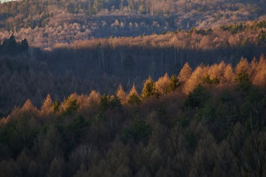 Bald Forest Winter Time Sunset Krasin Editorial Stock Photo - Stock ...