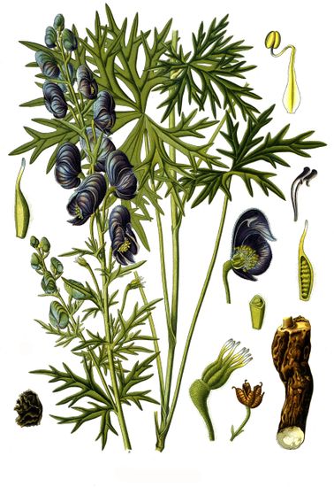 Medicinal Plant Ferox Himalayan Aconite Aconitum Editorial Stock Photo ...