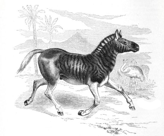 Quagga Equus Quagga Quagga Extinct Form Editorial Stock Photo - Stock ...