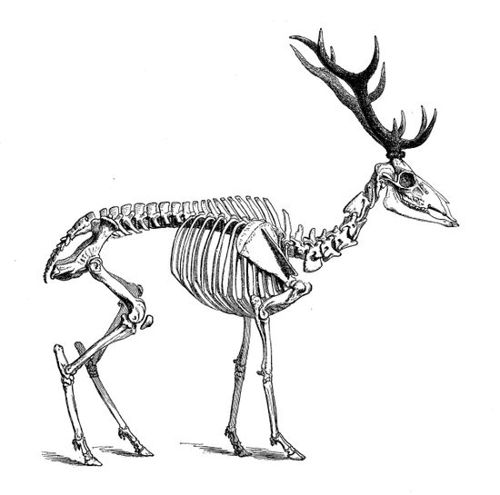 Skeleton Noble Stag Red Deer Historic Editorial Stock Photo - Stock ...