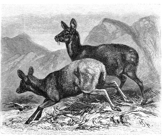 Siberian Musk Deer Moschus Moschiferus Historic Editorial Stock Photo ...