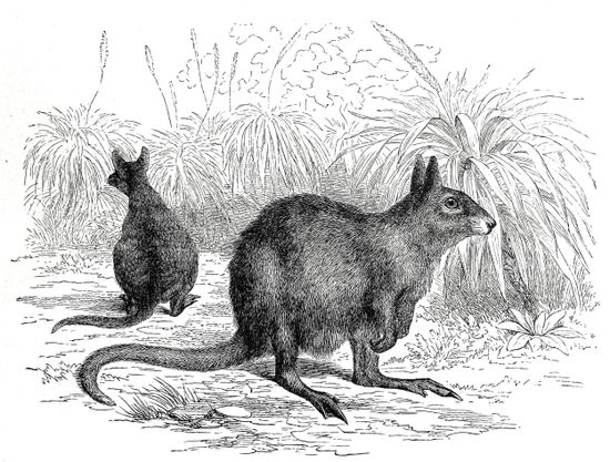 Eastern Hare Kangaroo Lagorchestes Leporides Extinct Editorial Stock ...