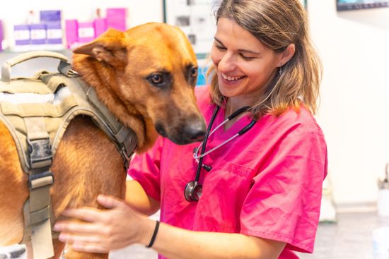 Veterinary Clinic Caucasian Veterinarian Pink Uniform Editorial Stock ...