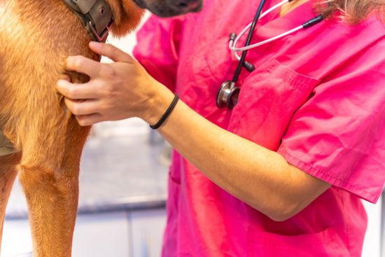 Veterinary Clinic Veterinary Woman Pink Uniform Editorial Stock Photo ...