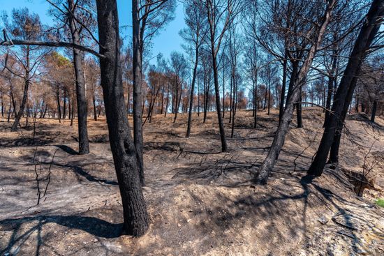 Intentional Fire Forest Burned Forest Fire Editorial Stock Photo ...