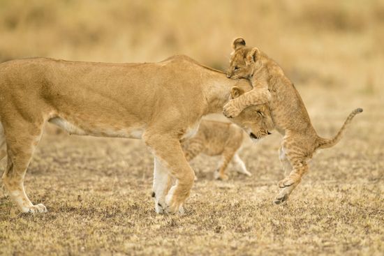 African Lion Cub Jumping On Her Editorial Stock Photo - Stock Image ...