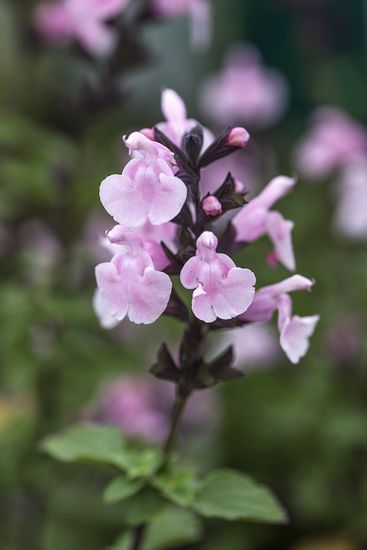 Pale Pink Sage Salvia Naomy Tree Editorial Stock Photo - Stock Image ...