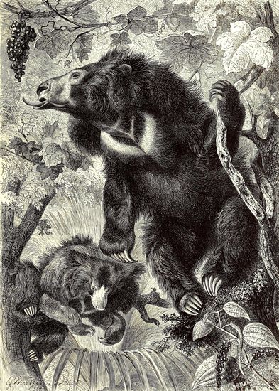 Sloth Bear Melursus Ursinus Species Carnivore Editorial Stock Photo ...