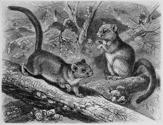 Hazel Dormouse Mouselike Nocturnal Rodent Dormouse Editorial Stock ...