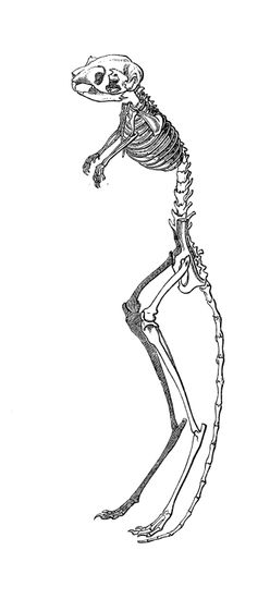Skeleton Great Jerboa Allactaga Major Historic Editorial Stock Photo ...