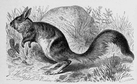 South African Springhare Pedetes Capensis Rodent Editorial Stock Photo ...