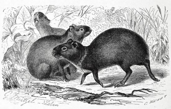 Common Agouti Aguti Rodent Dasyprocta Genus Editorial Stock Photo ...