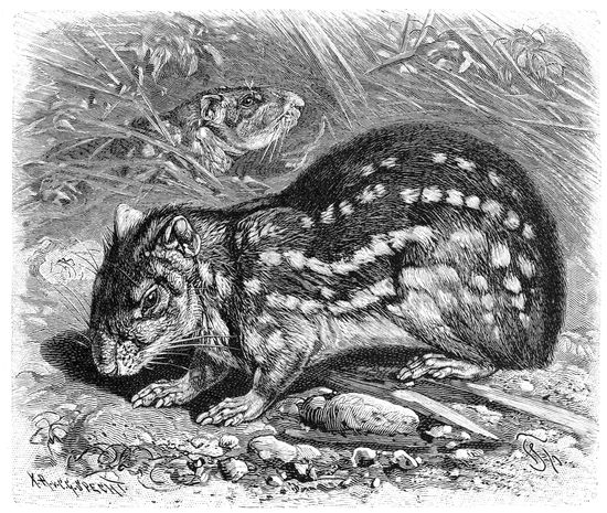 Lowland Paca Cuniculus Paca Species Rodent Editorial Stock Photo ...