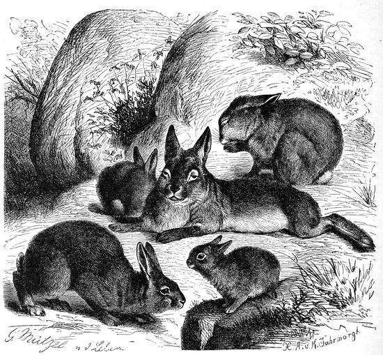 European Rabbit Oryctolagus Cuniculus Only Species Editorial Stock ...