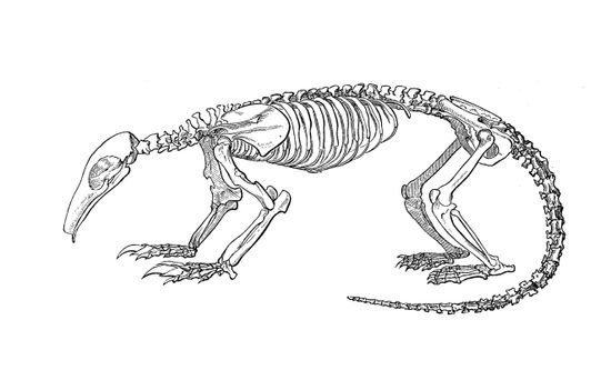 Skeleton Tamandua Giant Anteater Myrmecophaga Tridactyla Editorial ...