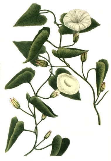 Botany Plant Convolvulus Major Bindweed Genus Editorial Stock Photo ...