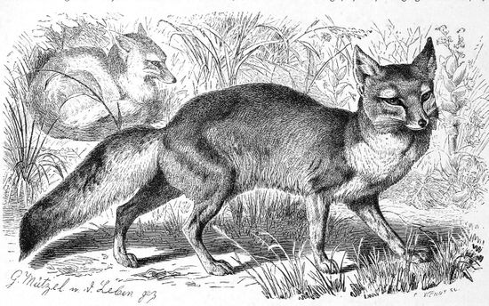 Corsac Fox Vulpes Corsac Corsac Species Editorial Stock Photo - Stock ...