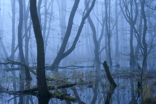 Flooded Alder Swamp On Shore Lake Editorial Stock Photo - Stock Image ...