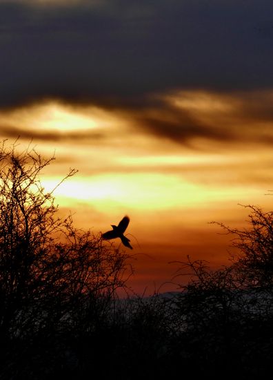 Magpie Takes Flight Days Sun Rises Editorial Stock Photo - Stock Image ...